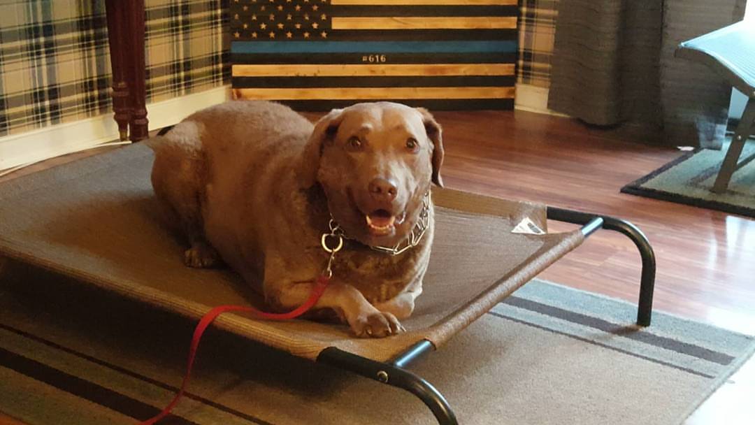 Dog Training vs. Humanizing Dogs - Breakthrough K9 Training